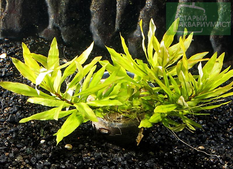 Ludwigia polycarpa – Людвигия поликарпа | Московские Аквариумные Растения