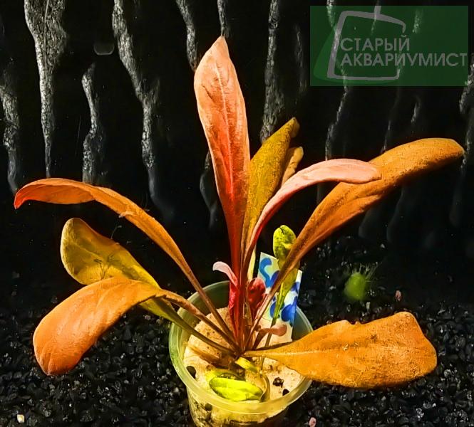 Samolus parviflorus red | Московские Аквариумные Растения