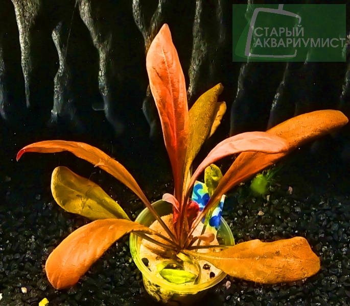 Samolus parviflorus red | Московские Аквариумные Растения