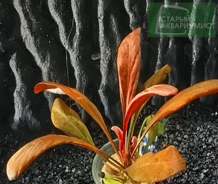 Samolus parviflorus red | Московские Аквариумные Растения